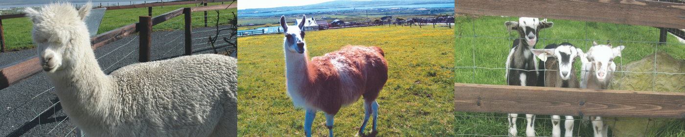 Enjoy Moher Hill Open Farm | Your Daily Adventure