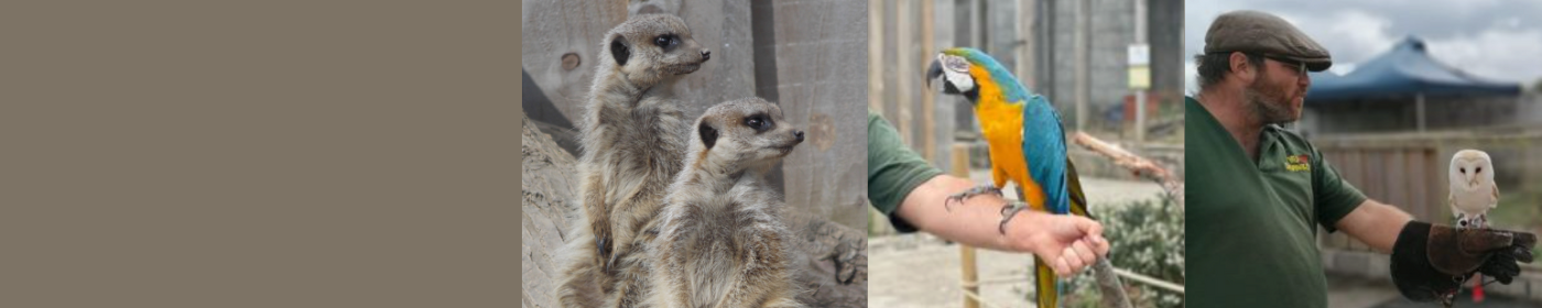 Explore Wild Encounters Mini Zoo - Your Daily Adventure